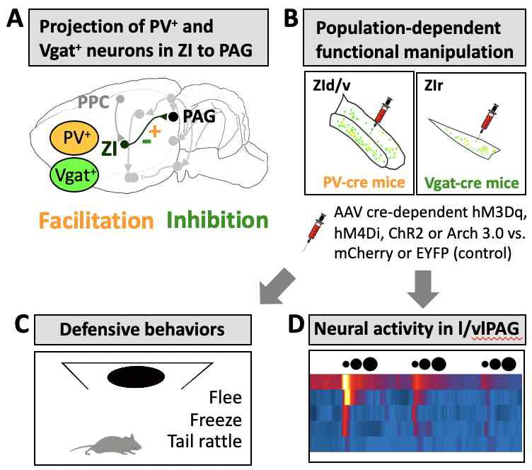 [보고서]미확정구역에 의한 공포방어행동 조절