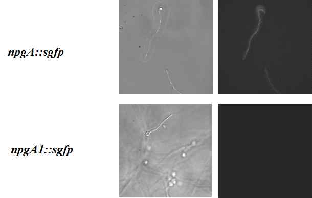 [보고서]사상성진균 Aspergillus nidulans의 이차대사산물 생합성관련 핵심유전자 PPTase의 유전적 네트워크 기반연구