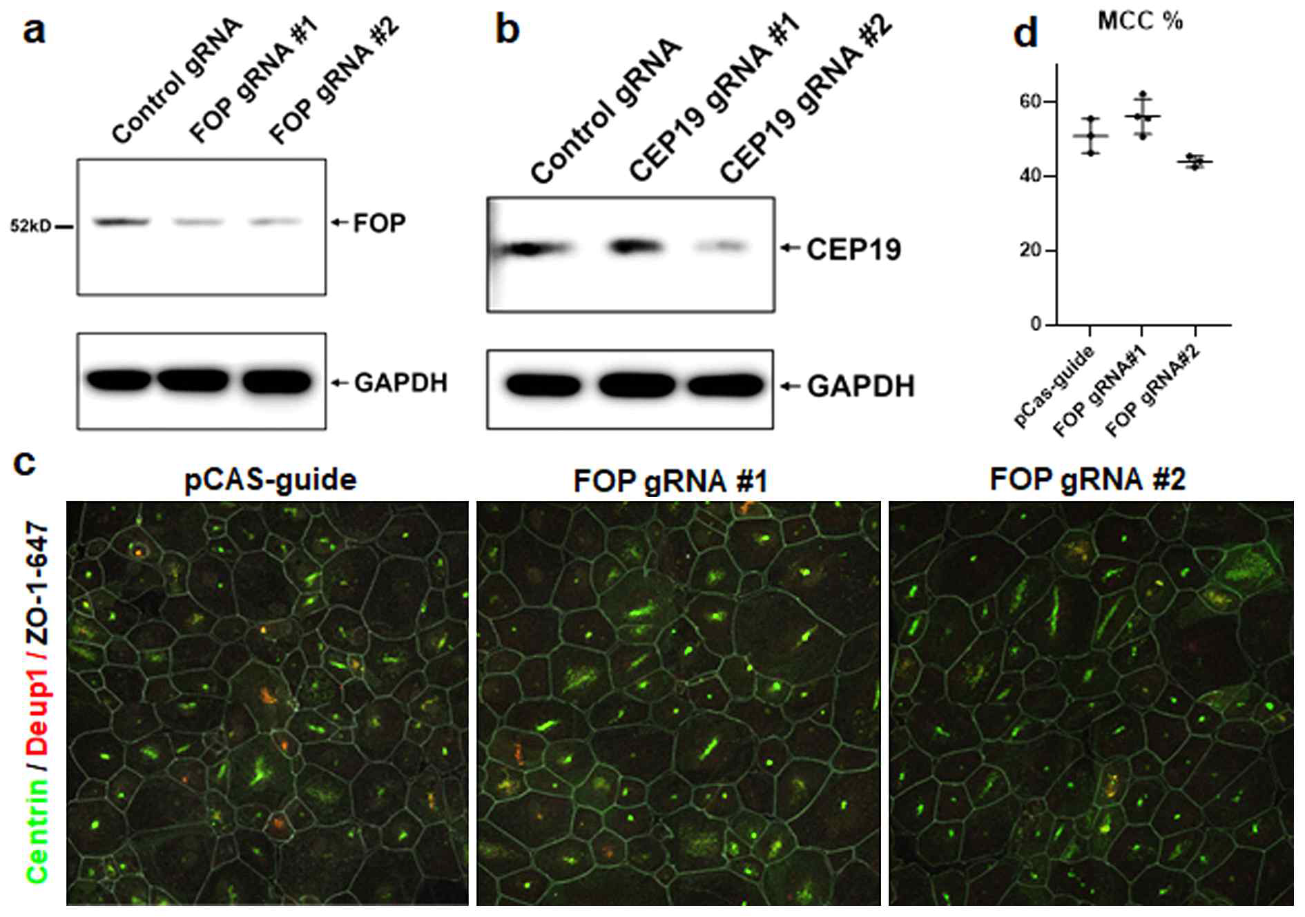 [보고서]다중 섬모세포의 기저체 극성화 분자 기전 규명