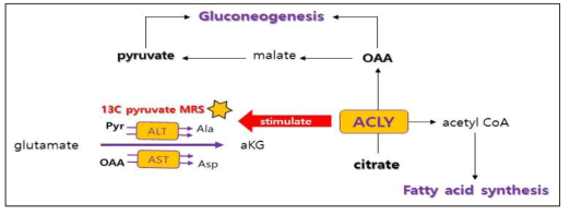 [보고서]비알콜성 지방간 동물모델에서 ACLY target 치료효과 모니터링을 위한 초분극 13C MRS 생체 분자영상