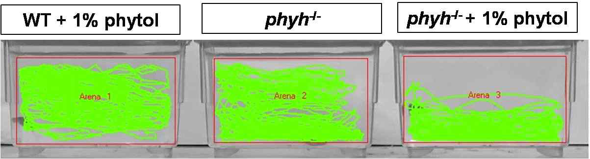 [보고서]신규 발굴 PEDF와 phyh 유전자에 의한 희소돌기아교세포 분화 및 수초화 조절기전 연구