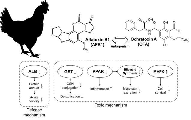 [보고서]닭에서의 곰팡이독소 작용기작 연구