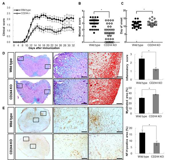 [보고서]신경계 자가면역질환에서 신규 조절 인자로서의 CD244 역할 구명