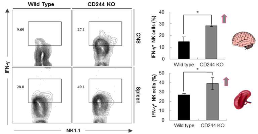 [보고서]신경계 자가면역질환에서 신규 조절 인자로서의 CD244 역할 구명