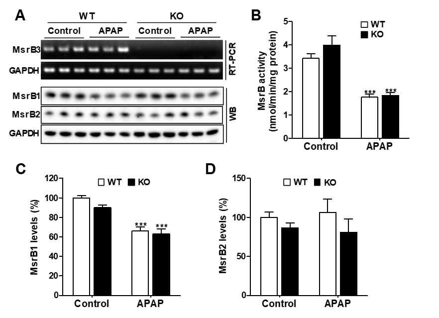 [보고서]아세트아미노펜 간독성에서 MsrB3의 역할 및 기전 연구