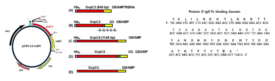 [보고서]Halobacterium Gas Vesicle 기반 다중형 어류 백신 플랫폼 개발