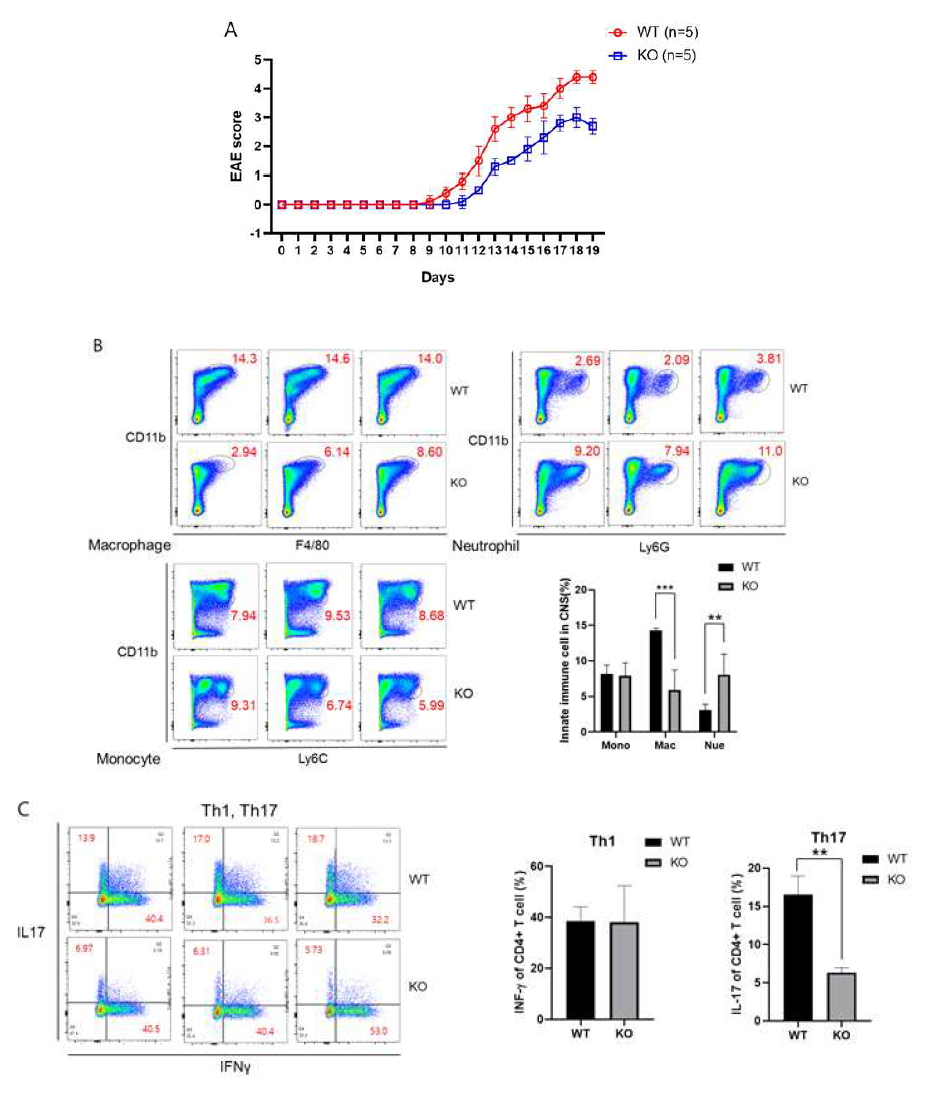 [보고서]Sertad1 매개 유비퀴틴 변형 시스템에 의한 NLRP3 inflammasome 신호전달의 새로운 분자 기전 연구