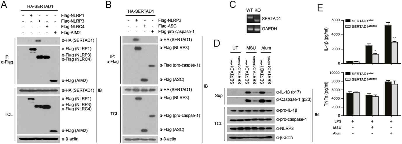 [보고서]Sertad1 매개 유비퀴틴 변형 시스템에 의한 NLRP3 inflammasome 신호전달의 새로운 분자 기전 연구