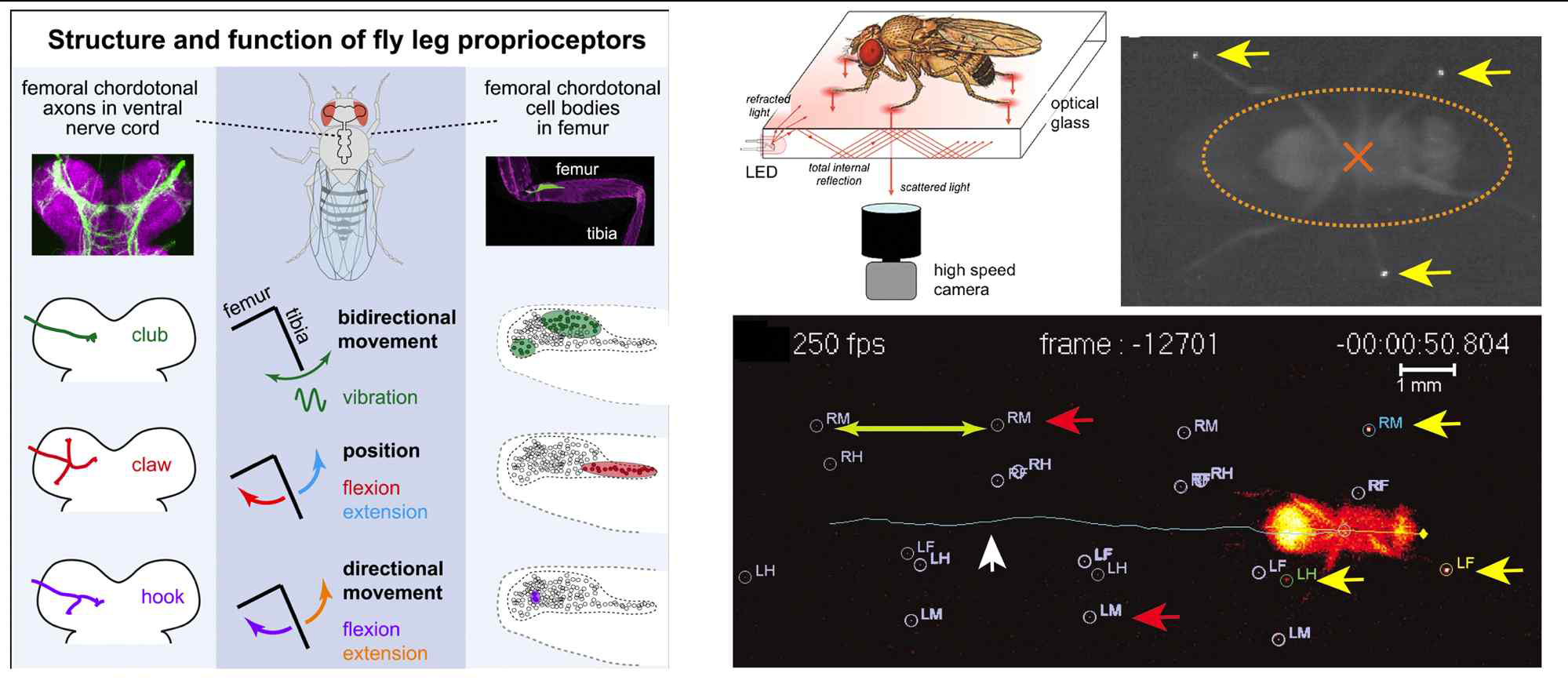 [보고서]자기수용감각 및 진동유전학 연구실