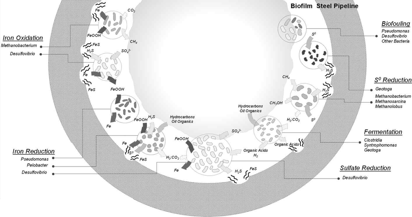 [보고서]환경 바이오 기술에 활용 가능한 유용 미생물 자원 탐색을 위한 유류 오염시설의 마이크로바이옴 분석 연구