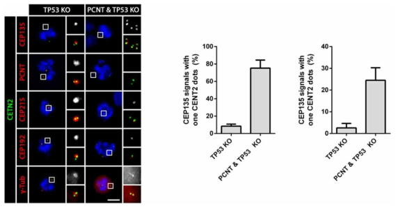 [보고서]중심립 복제능력 획득기전 연구