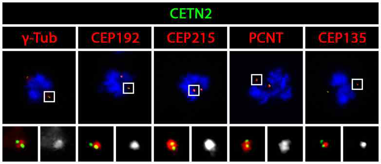 [보고서]중심립 복제능력 획득기전 연구