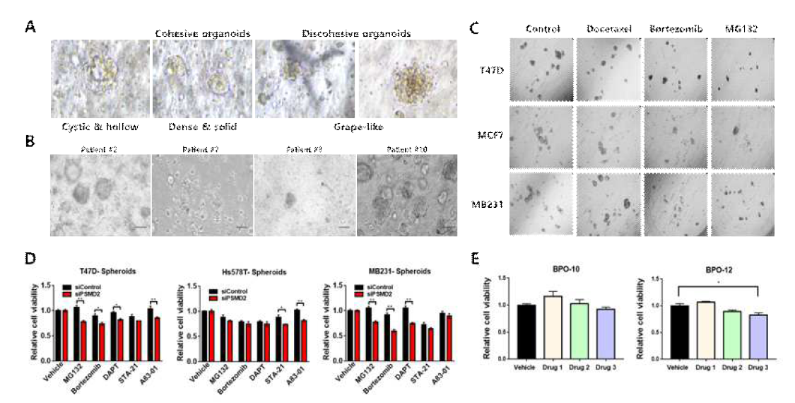 [보고서]프로테아좀 서브유닛 PSMD2에 의한 유방암줄기세포 특성 조절 기전 연구