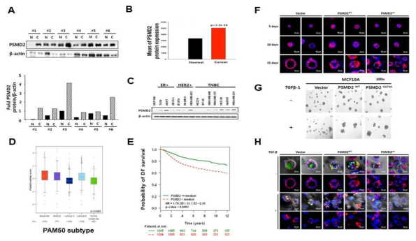 [보고서]프로테아좀 서브유닛 PSMD2에 의한 유방암줄기세포 특성 조절 기전 연구