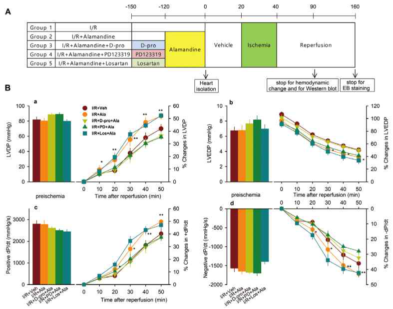 [보고서]Alamandine [Angiotensin A-(1-7)] 이 허혈성심장에 미치는 영향 – ANP와 활성산소를 중심으로