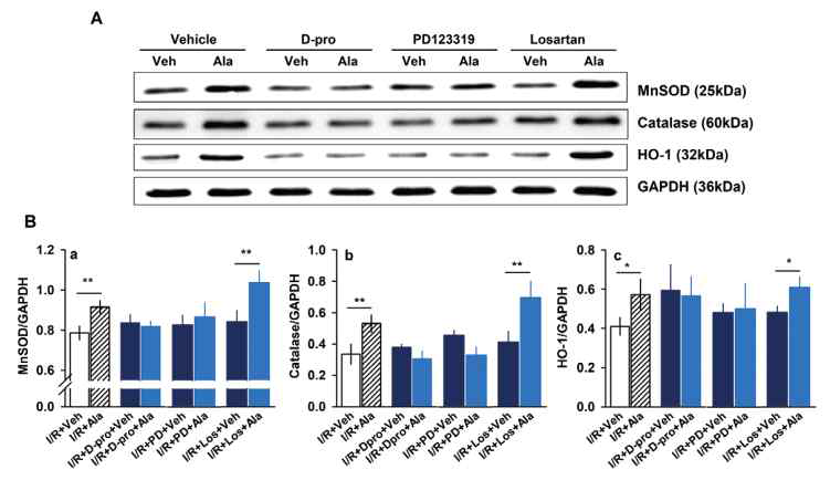 [보고서]Alamandine [Angiotensin A-(1-7)] 이 허혈성심장에 미치는 영향 – ANP와 활성산소를 중심으로