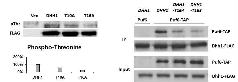[보고서]mRNA decapping과 단백질번역개시 사이의 경쟁적 조절 기작 연구