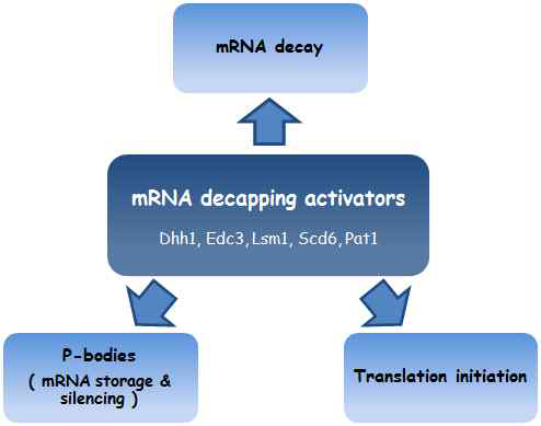 [보고서]mRNA decapping과 단백질번역개시 사이의 경쟁적 조절 기작 연구