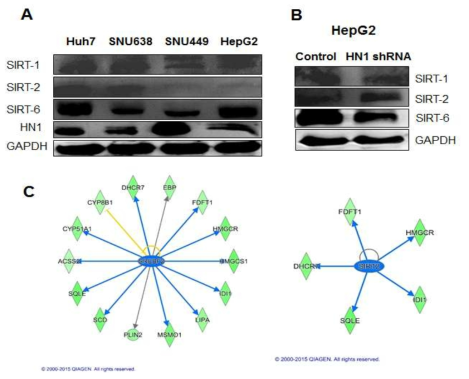 [보고서]간종양 치료를 위한 HN1의 작용기전 연구