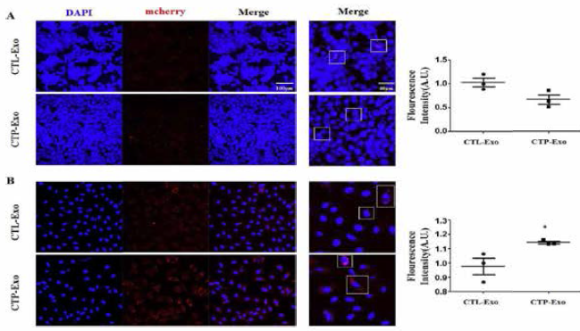 [보고서]유전자치료 기법으로 성분 강화된 줄기세포에서 추출한 미세소포체 및 엑소좀을 이용한 심장 부정맥 치료법 개발