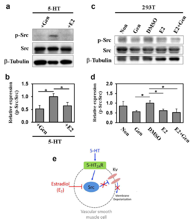 [보고서]심장 리모델링 신호전달 기반 심방세동의 분자타겟 개발