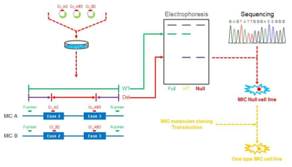 [보고서]차세대 염기서열분석을 이용한 MICA 유전자 형별분석법 및 한국인 대립유전자별 MICA 단백질의 특이항체 측정법 개발