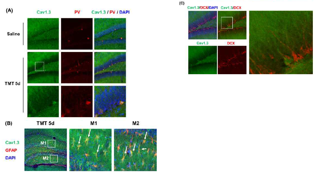 [보고서]흥분성 신경독성 조건에서 microcystin과 dextromethorphan의 효과 및 작용기전 연구