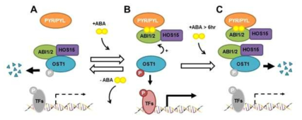 [보고서]염색질구조변화에 관여하는 식물단백질의 동정 및 그 기능해석