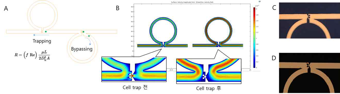 [보고서]단일 세포의 포획 및 그 세포로부터 게놈 DNA와 전체 RNA의 동시 분리가 가능한 미세유체 디바이스