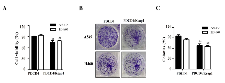 [보고서]PDCD4-Keap1 상호 조절에 의한 암세포에서의 항암 기전에 대한 연구