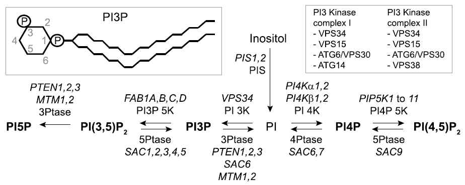 [보고서]식물 세포의 자가포식에서 포스파티딜이노시톨 3-인산의 기능 연구