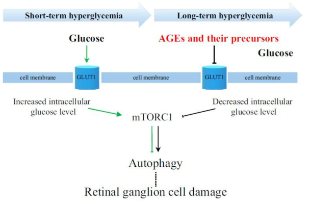 [보고서]혈관증식성 망막병증에서 mTOR 신호전달 경로의 역할 규명