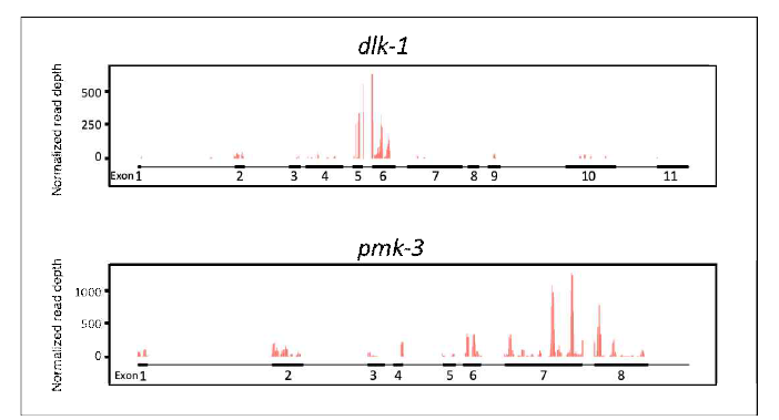 [보고서]piRNA에 의해 조절되는 신경 재생 연구