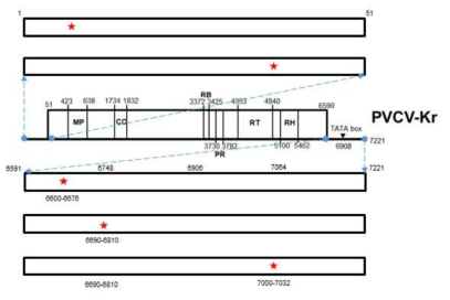 [보고서]Petunia vein clearing virus의 유전체 기능 규명 및 바이러스 벡터 개발