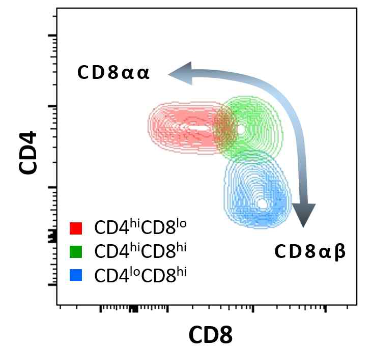 [보고서]말초혈액 내 CD4/CD8 이중양성 T세포의 역할과 기능에 관한 연구