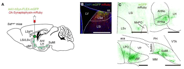 [보고서]스트레스성 고지방식 섭취의 신경회로 기작 연구