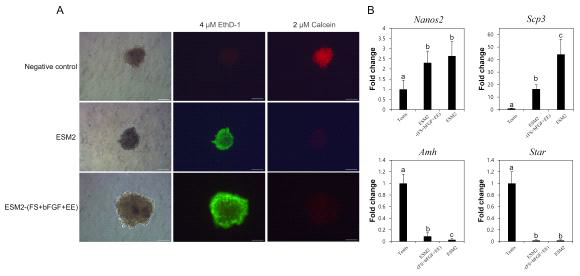 [보고서]어류 정소 오가노이드 배양 기술 개발