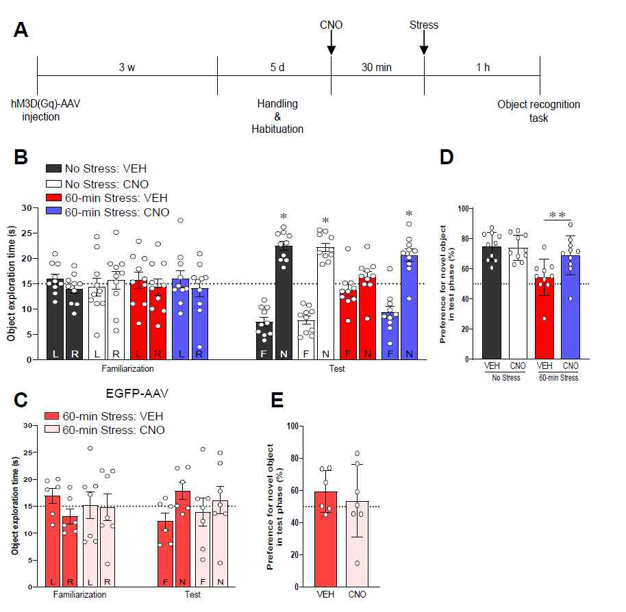 [보고서]내측 전전두피질-편도체 신경회로의 스트레스성 인지장애 취약성 조절