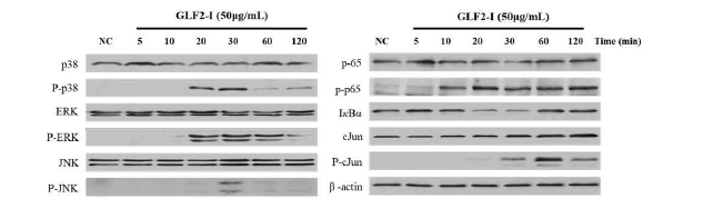 [보고서]동충하초 균사체로 발효한 인삼잎 유래 면역증강 다당체의 활성-구조 간 상관관계 규명