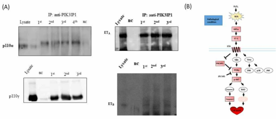 [보고서]PIK3IP1의 허혈성 심부전 발생에 대한 역할 규명