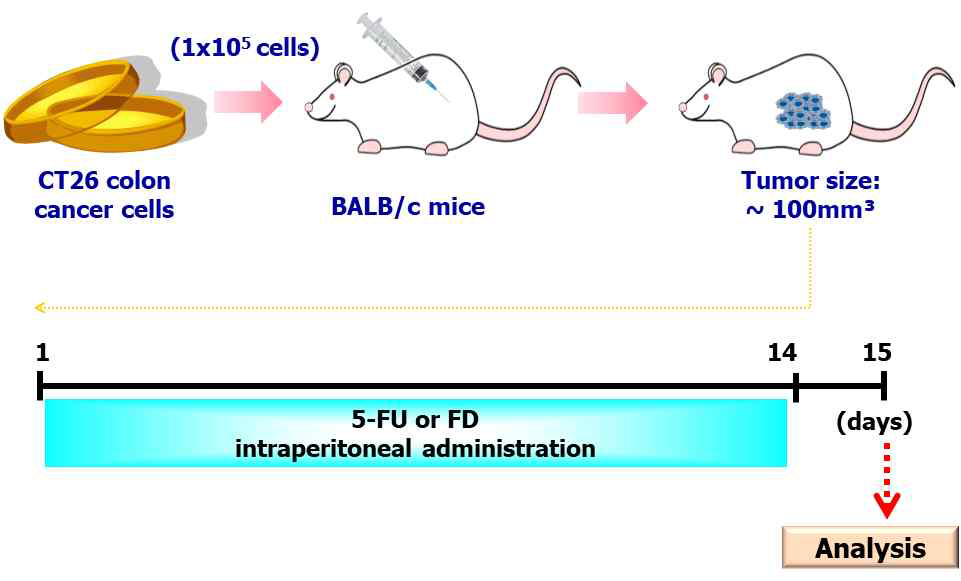 [보고서]키틴올리고당과 베타-글루칸 병용투여의 면역조절능 검증 및 기전 연구