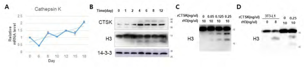 [보고서]지방분화에 의한 히스톤 분절 기전과 생물학적 의미