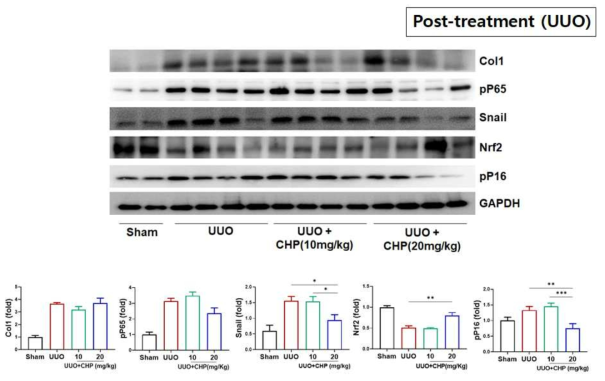 [보고서]합성펩타이드(CHP)를 이용한 급성신손상의 만성화에 대한 제어능 평가