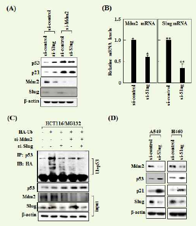 [보고서]p53/p21 결합체의 기능 분석