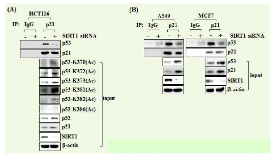 [보고서]p53/p21 결합체의 기능 분석