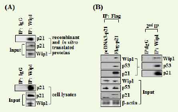 [보고서]p53/p21 결합체의 기능 분석