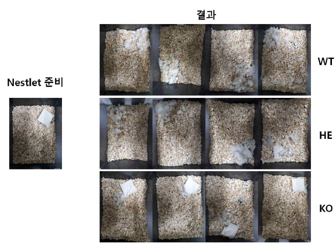 [보고서]대뇌피질-선조체 회로 조절 기능 규명 및 질환 행동 연구