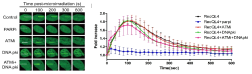 [보고서]DNA 이중가닥 절단 반응에서 Rothmund-Thomson Syndrome 유전자, RecQL4의 작용 기전 연구