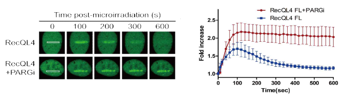 [보고서]DNA 이중가닥 절단 반응에서 Rothmund-Thomson Syndrome 유전자, RecQL4의 작용 기전 연구