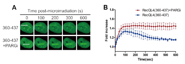 [보고서]DNA 이중가닥 절단 반응에서 Rothmund-Thomson Syndrome 유전자, RecQL4의 작용 기전 연구